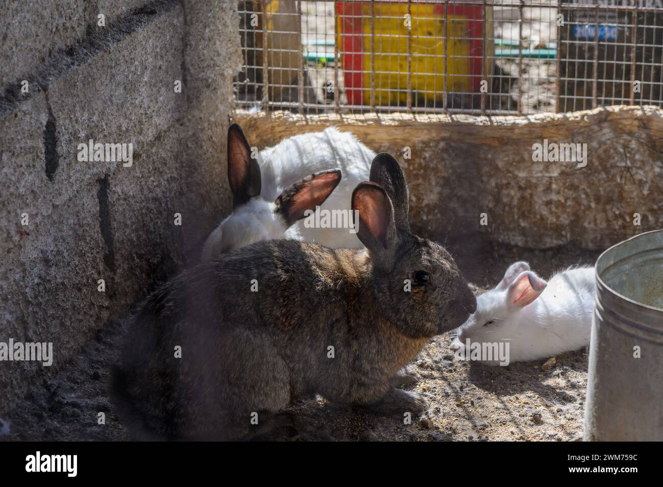Jumping jack rabbit hi-res stock photography and images - Alamy