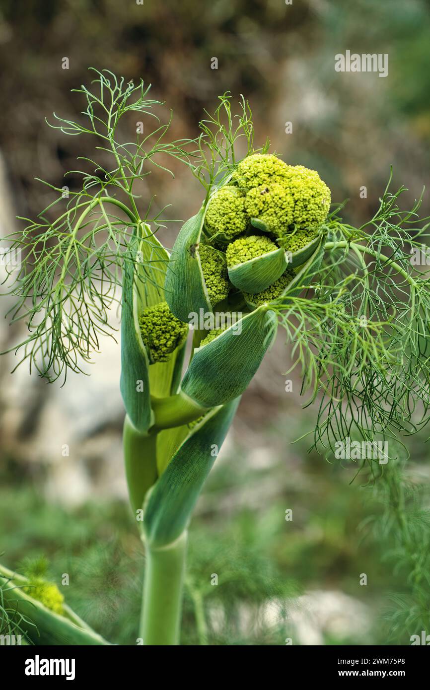 Ferula communis hi-res stock photography and images - Alamy
