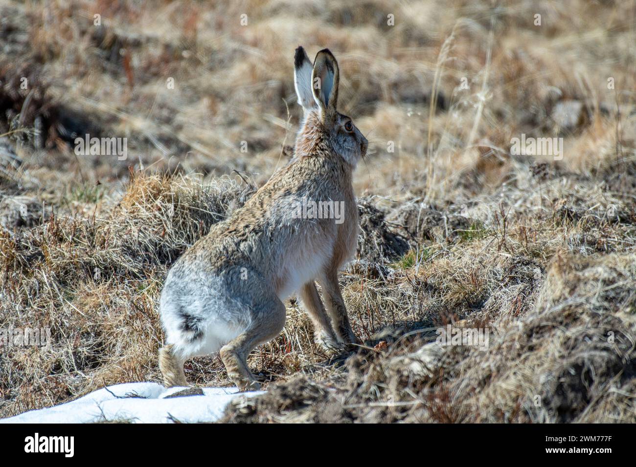 Mountain hare (Lepus timidus), also known as tundra hare, variable hare ...