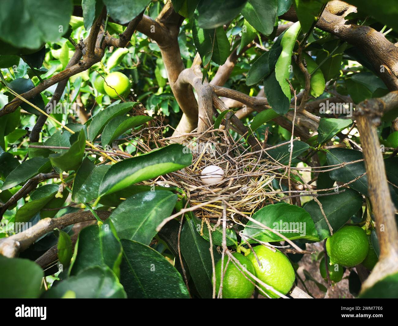 Songbirds eggs hi-res stock photography and images - Alamy