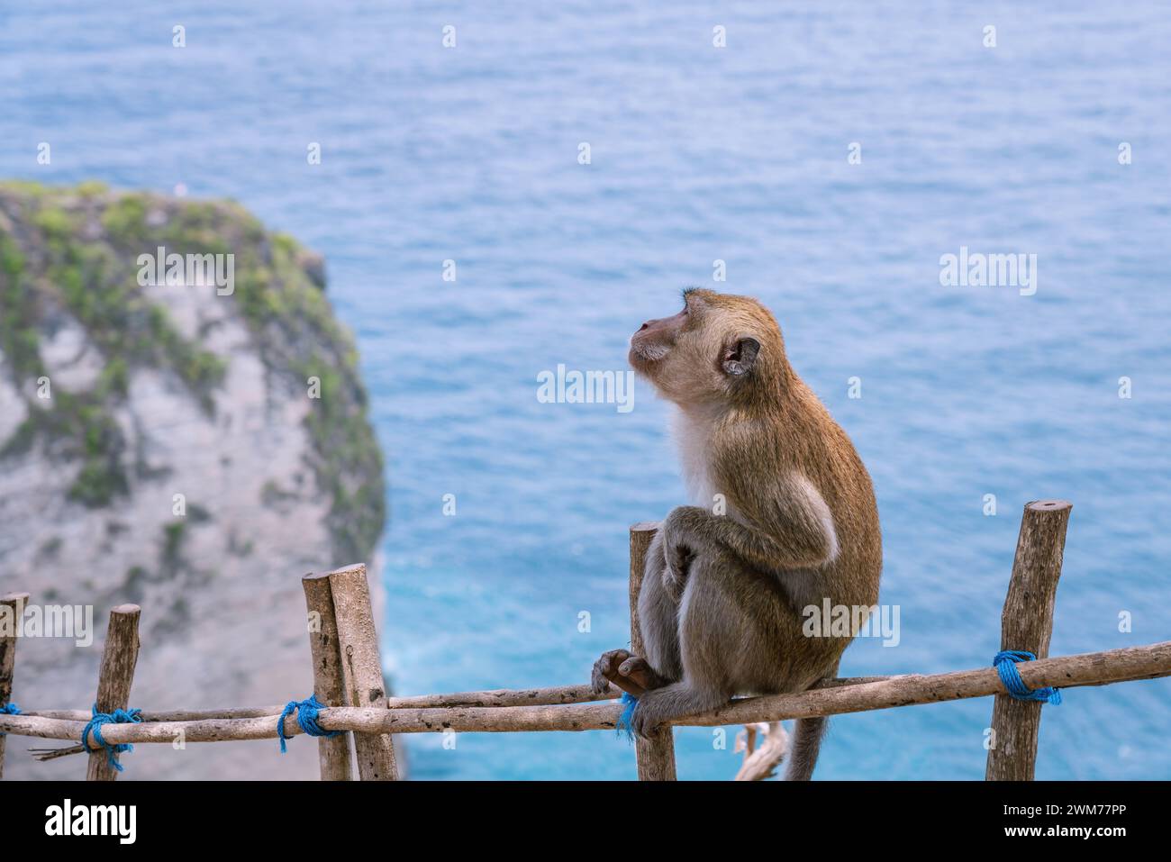 Monkey on the fence looks up. Animals in the wild. Close up side photo ...