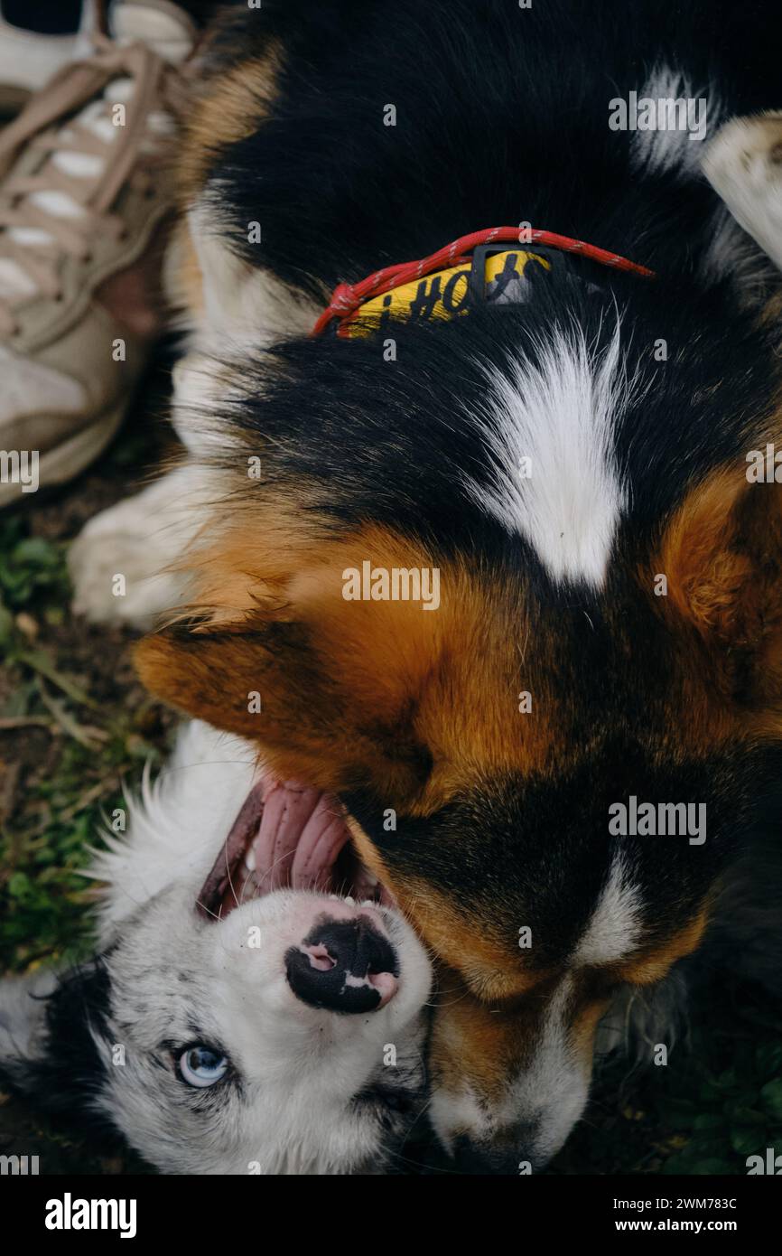 Grey merle blue-eyed border collie puppy plays with Welsh corgi ...