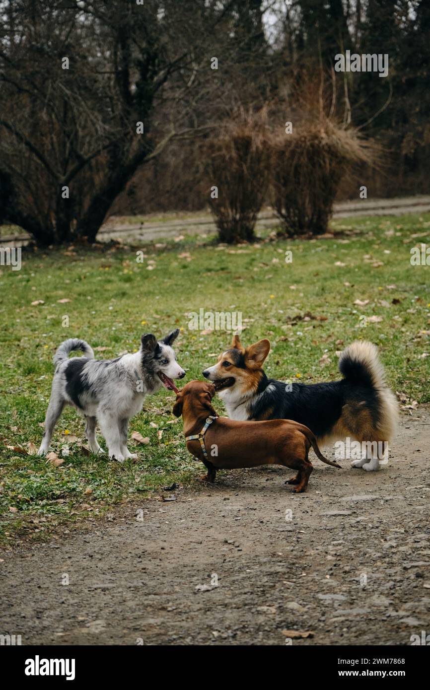 A grey Merle border collie puppy stands next to a Welsh corgi Pembroke ...