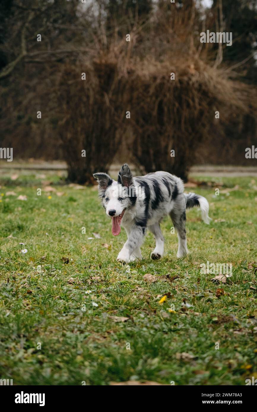Charming blue-eyed border collie puppy gray Merle color walks in the ...