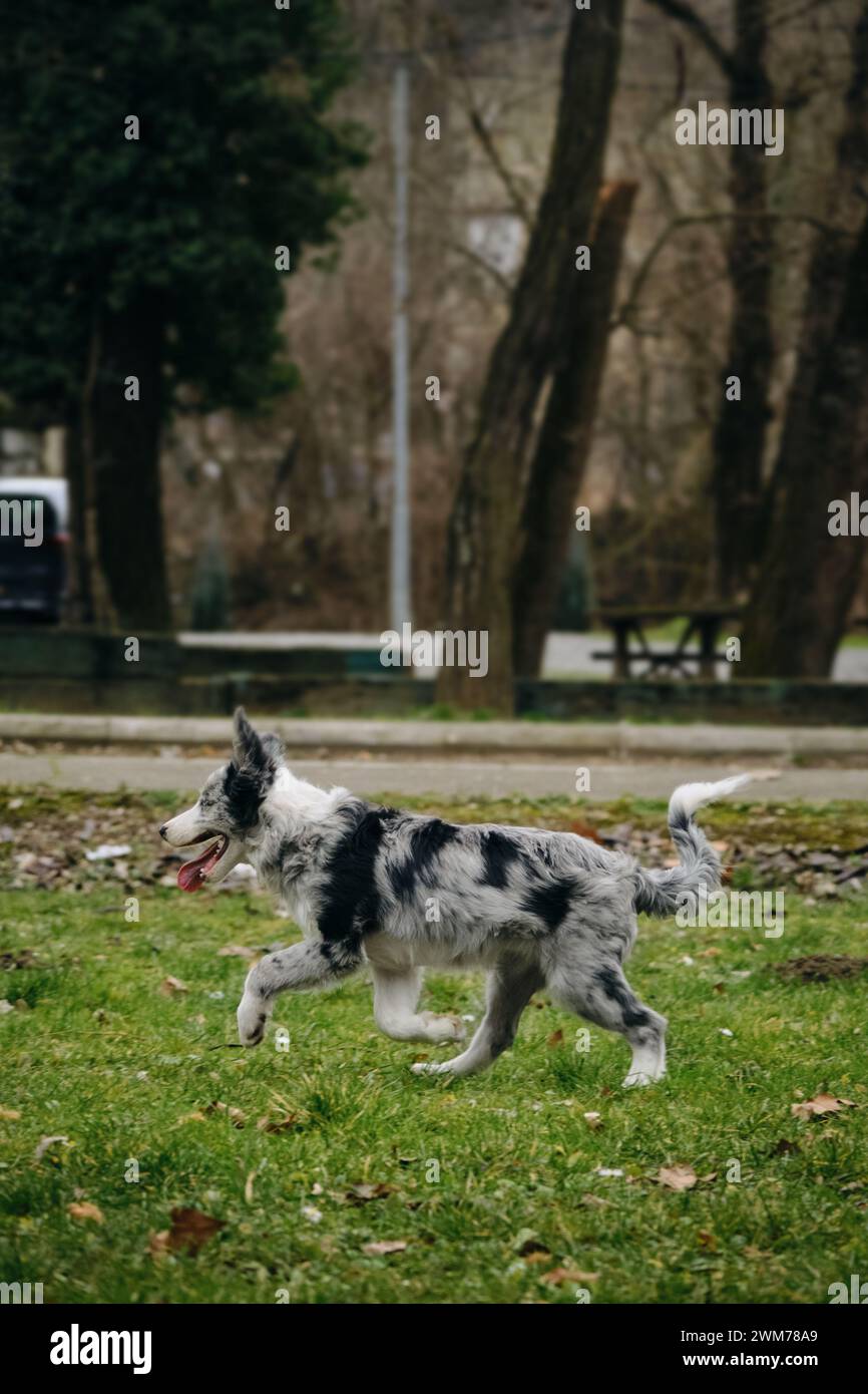 Charming blue-eyed border collie puppy gray Merle color runs through ...