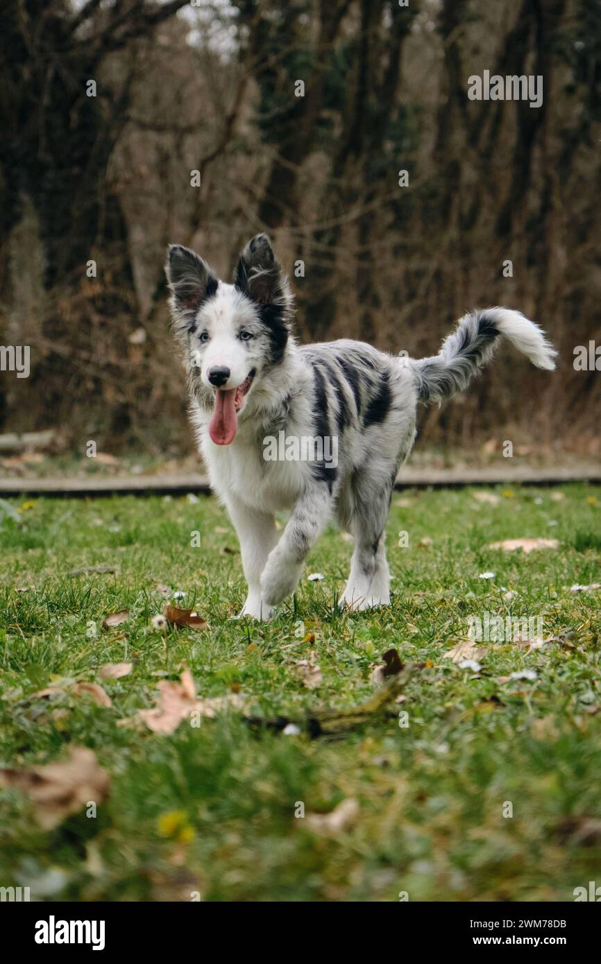 Charming blue-eyed border collie puppy gray Merle color walks in the ...