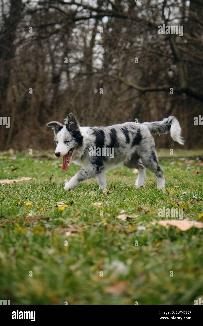 Charming blue-eyed border collie puppy gray Merle color walks in the ...