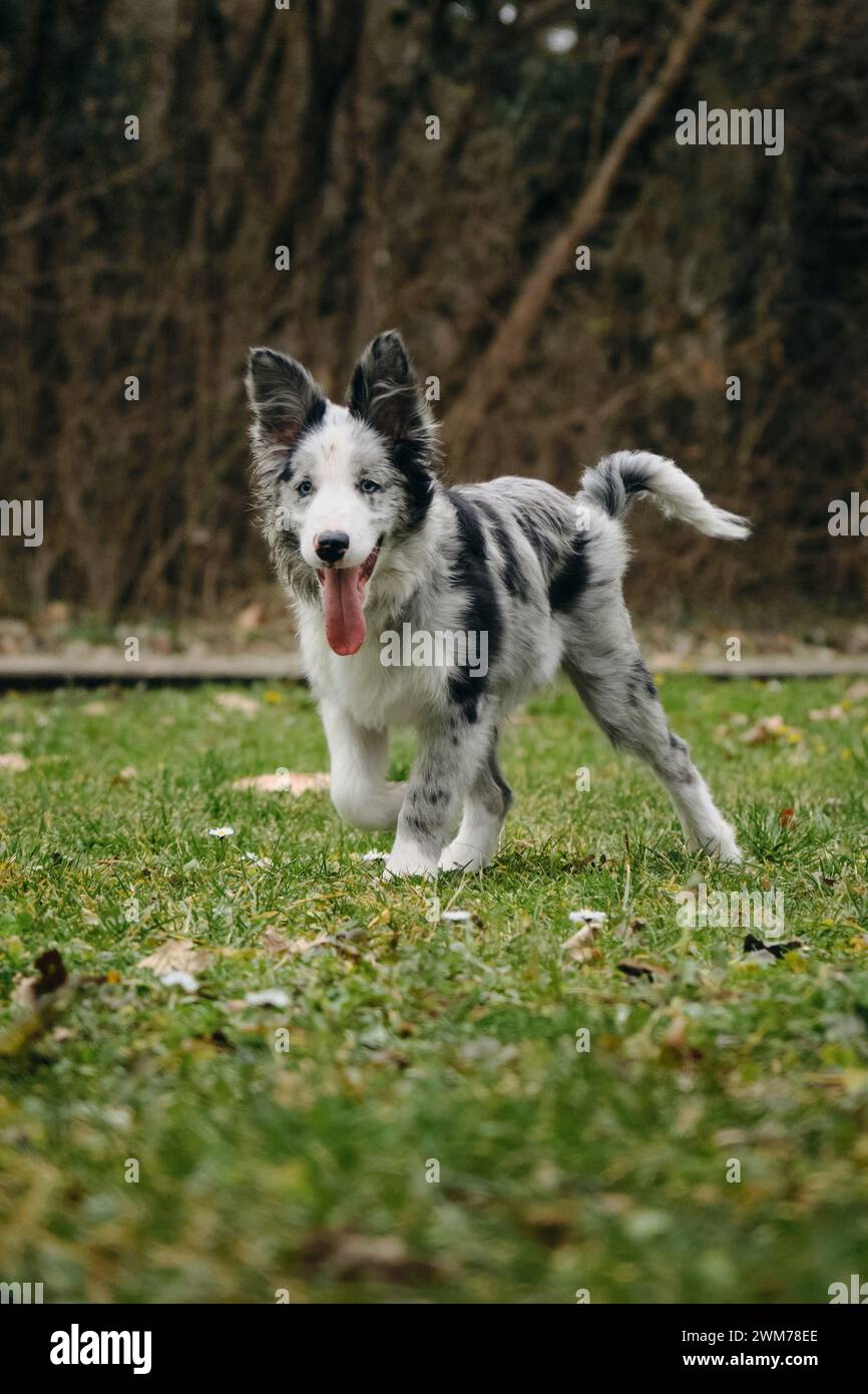 Charming blue-eyed border collie puppy gray Merle color walks in the ...