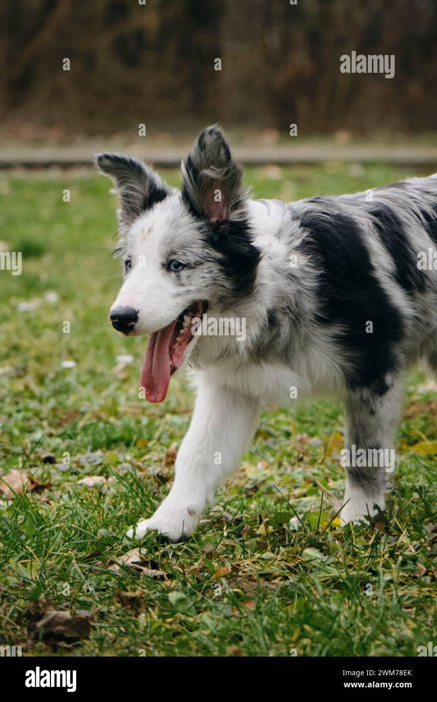 Charming blue-eyed border collie puppy gray Merle color walks in the ...