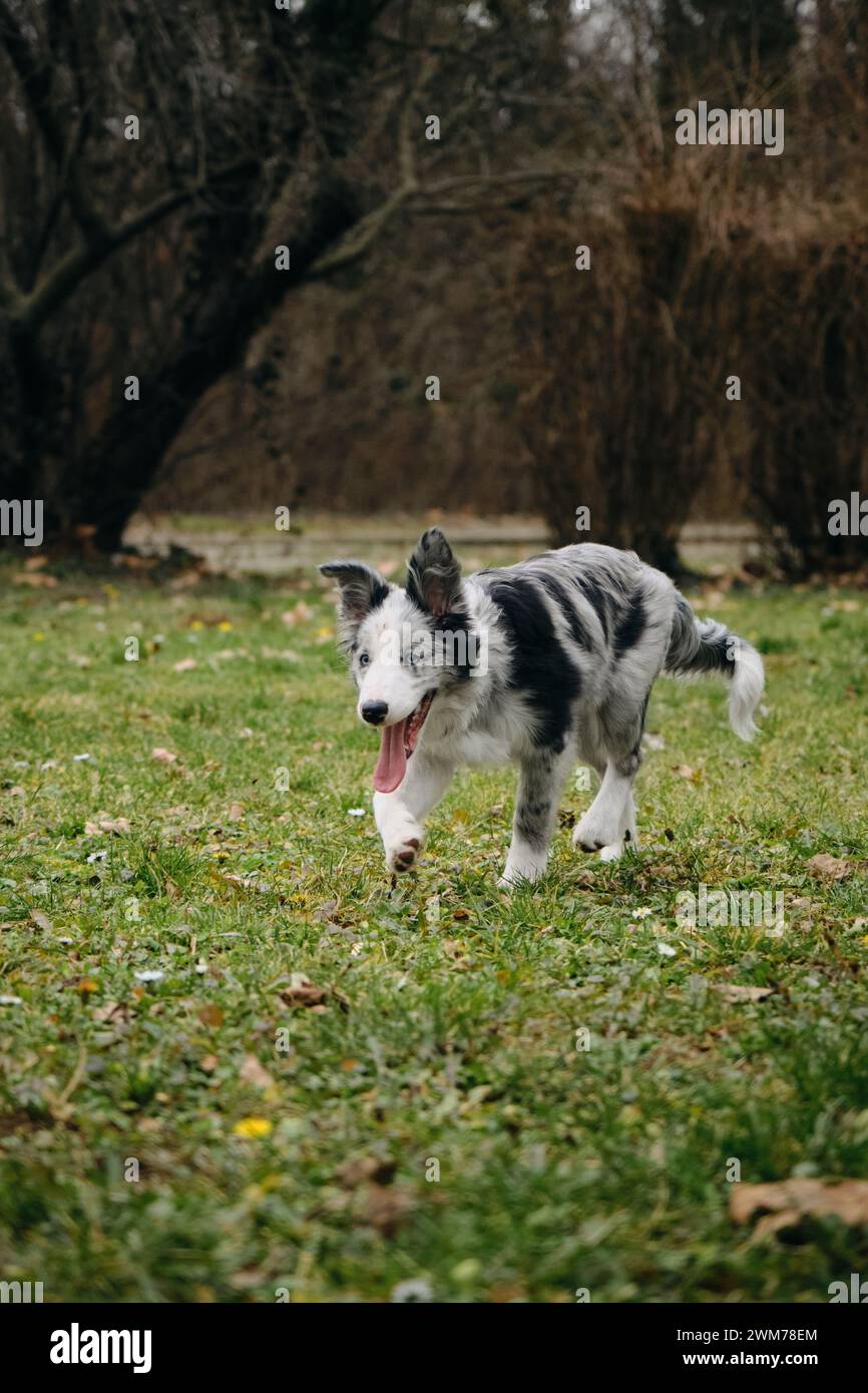 Charming blue-eyed border collie puppy gray Merle color walks in the ...
