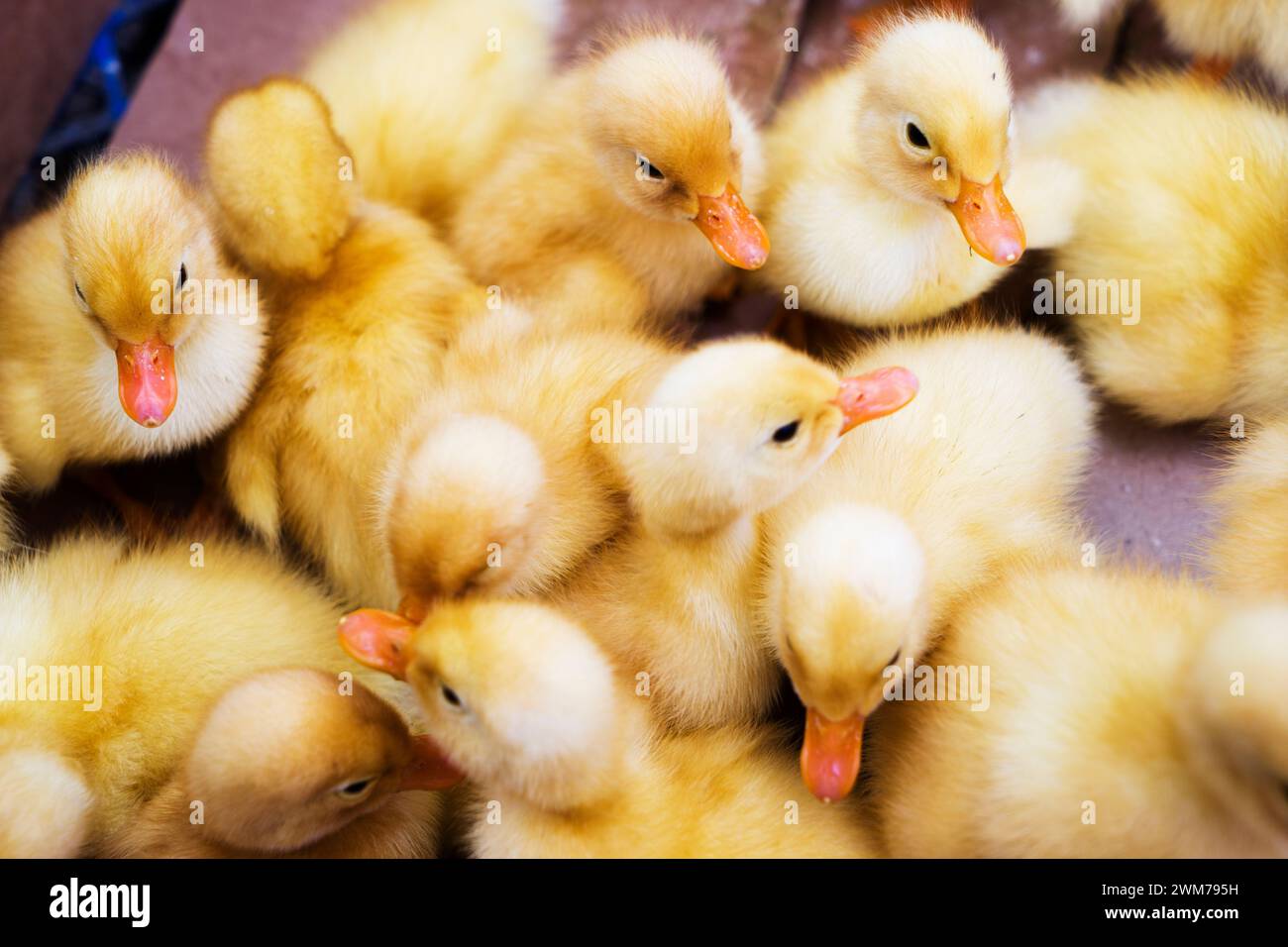 Small ducklings, geese, chickens crowd gathered in cages. Young ducks ...