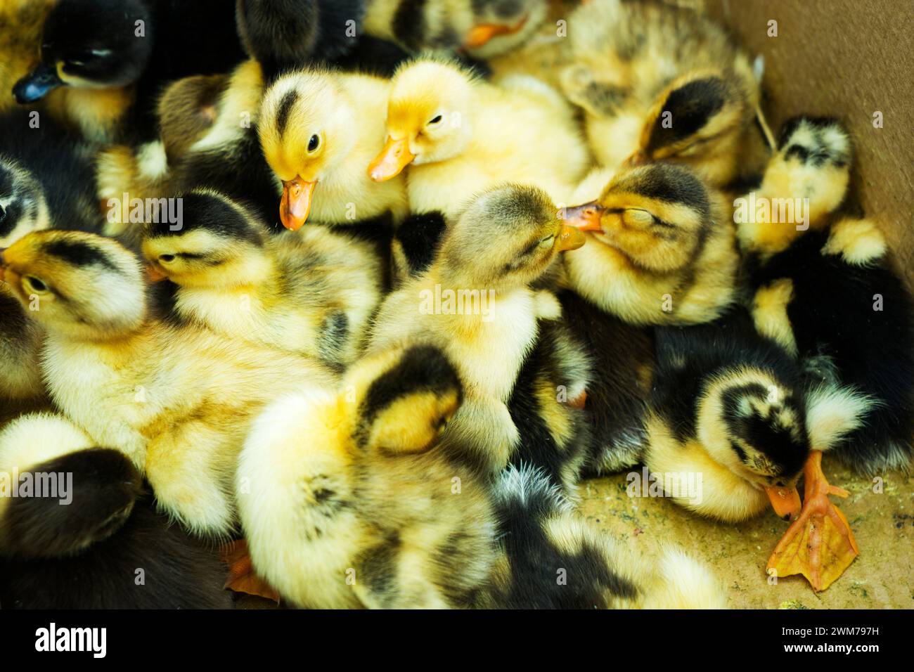 Small ducklings, geese, chickens crowd gathered in cages. Young ducks, geese and chickens at the ...