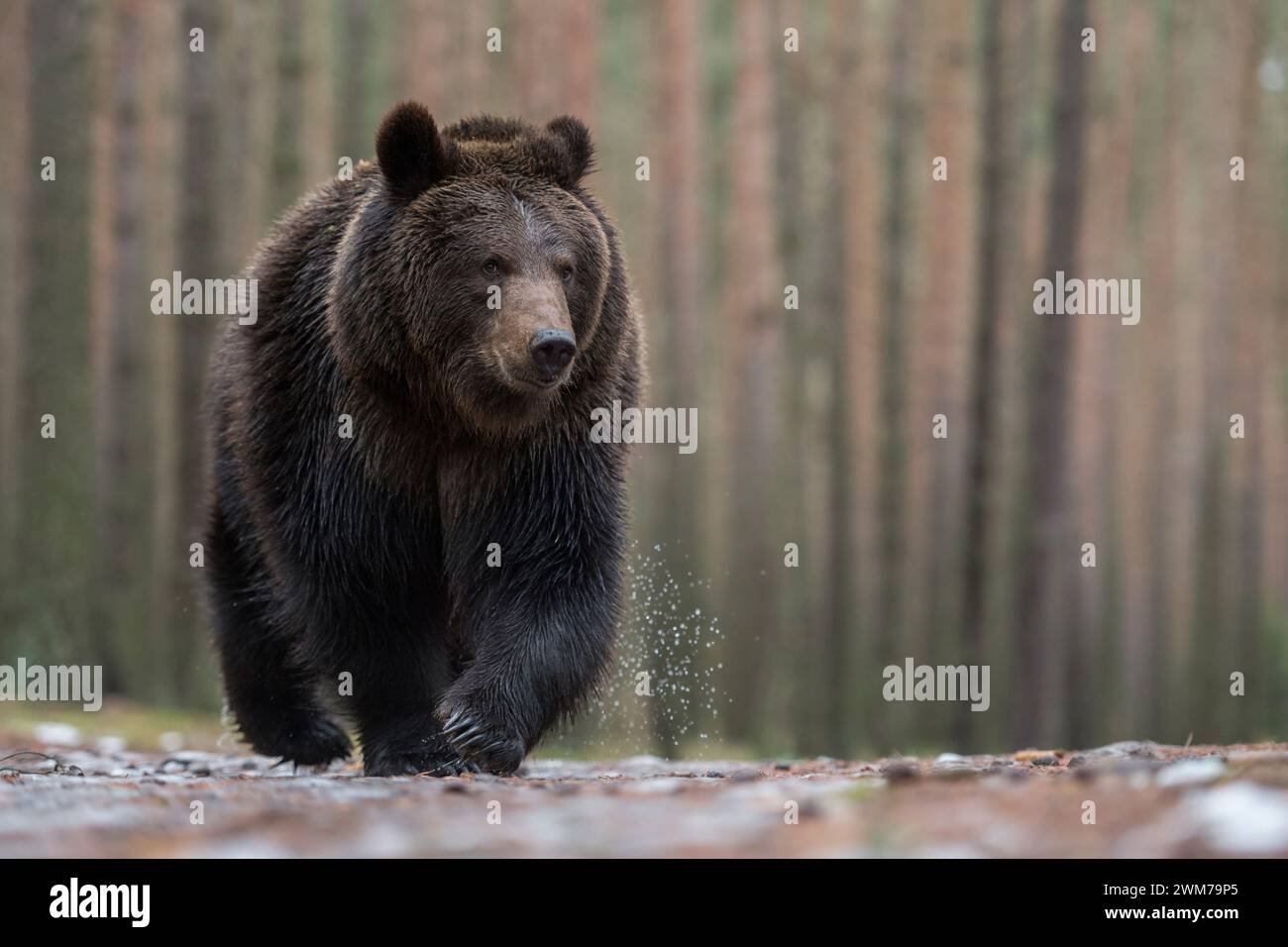 Brown Bear ( Ursus arctos ) walking over wet ground, in front of a ...
