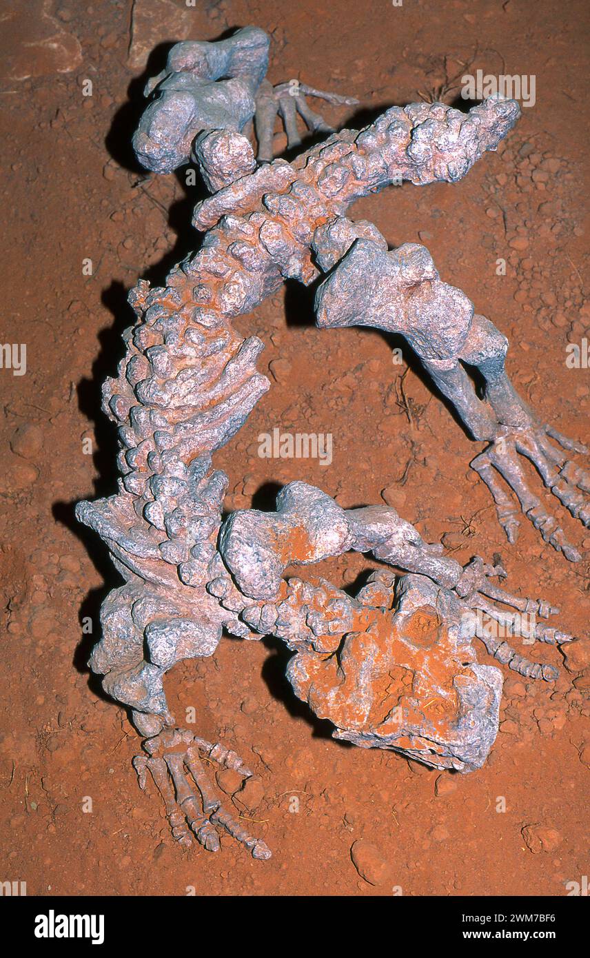 Reptile fossil hi-res stock photography and images - Alamy