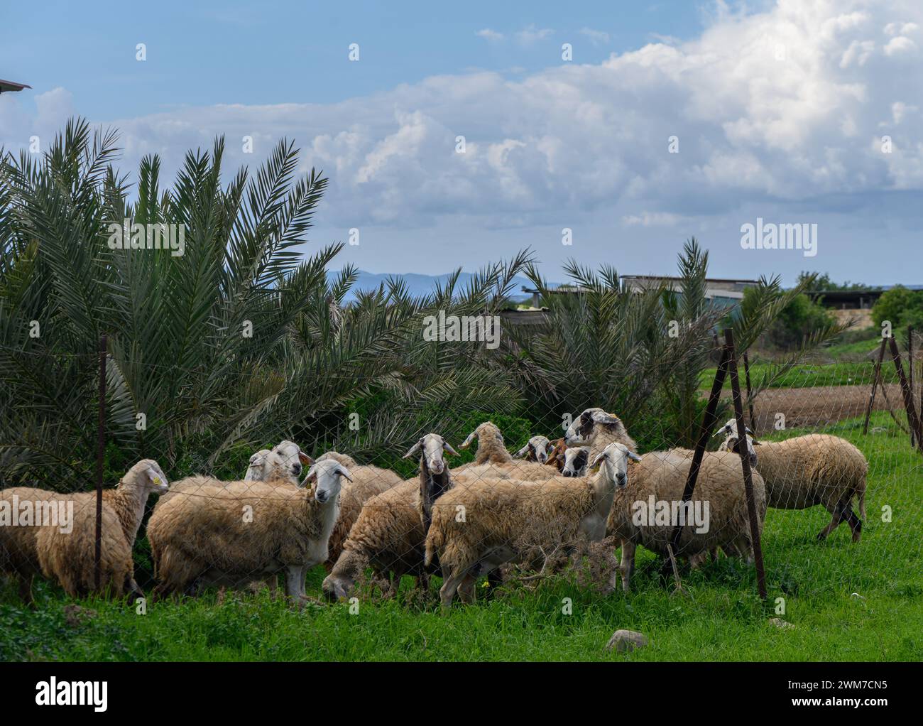 Cattle cyprus hi-res stock photography and images - Alamy