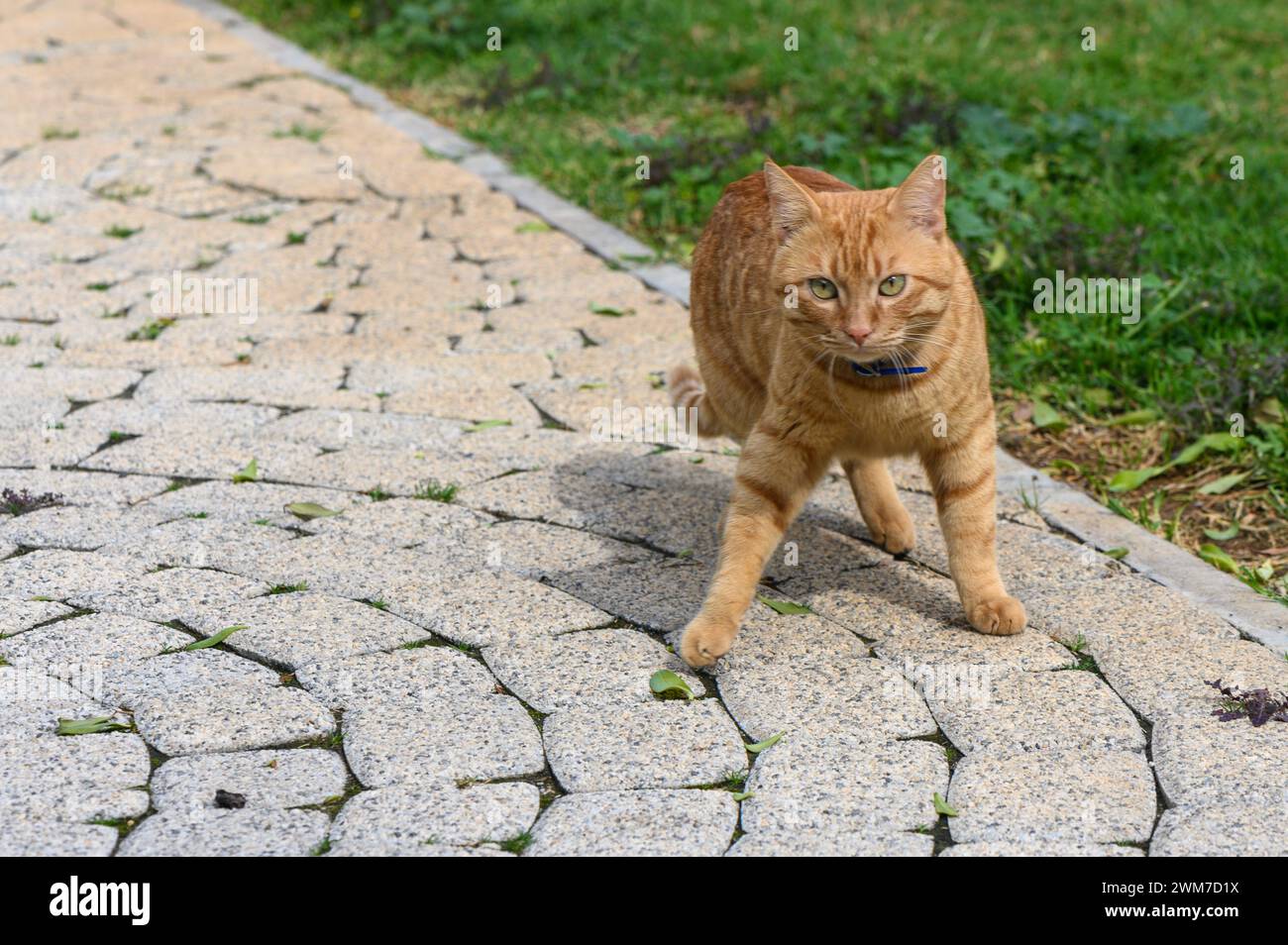 White background cyprus cat hi-res stock photography and images - Alamy
