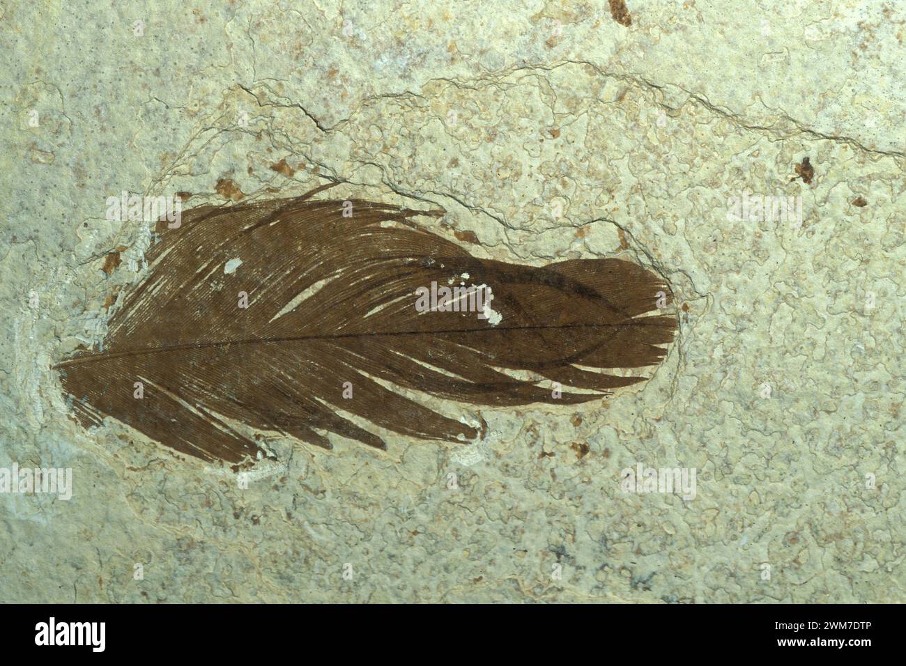 Fossil feather from the Eocene period, Green River formation in Wyoming ...