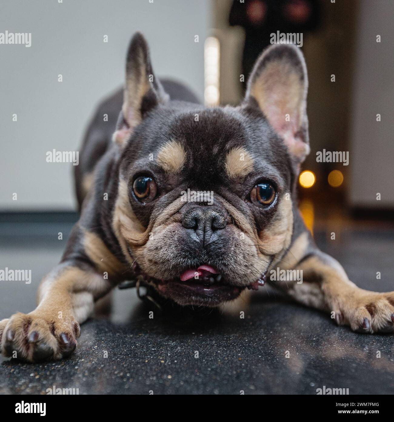 A playful french bulldog poses for a photograph Stock Photo - Alamy