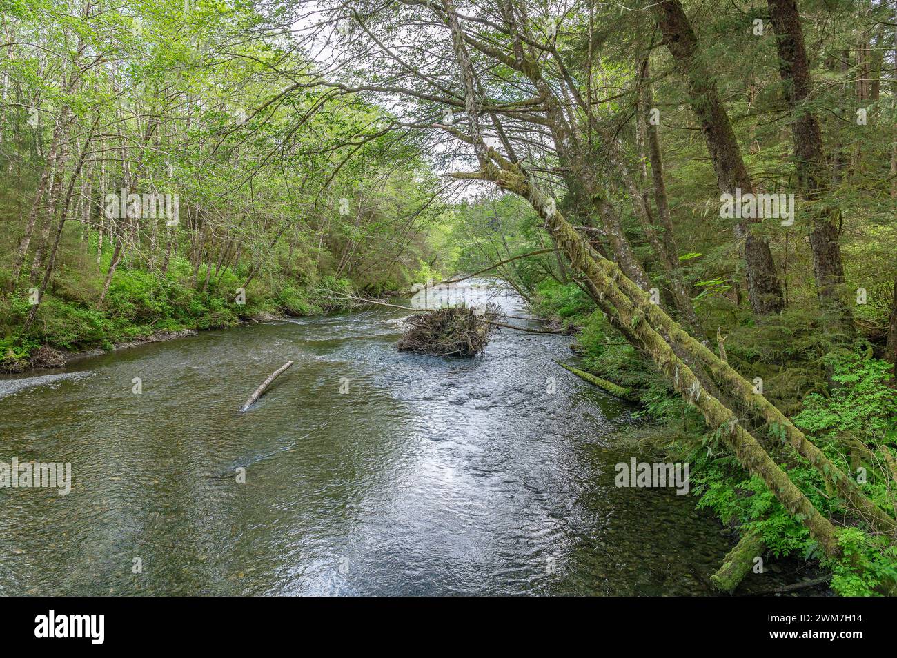 Indian River from the footbridge in the Southeast Alaska Indian ...