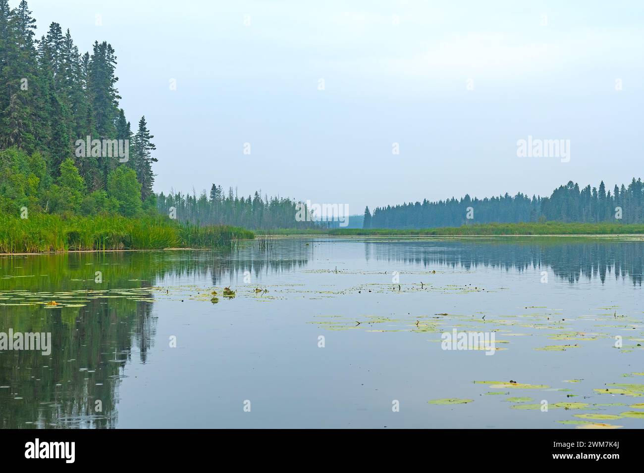 Misty Forest on a Backcountry Paddle Route on the Bagwa Lily Paddle ...