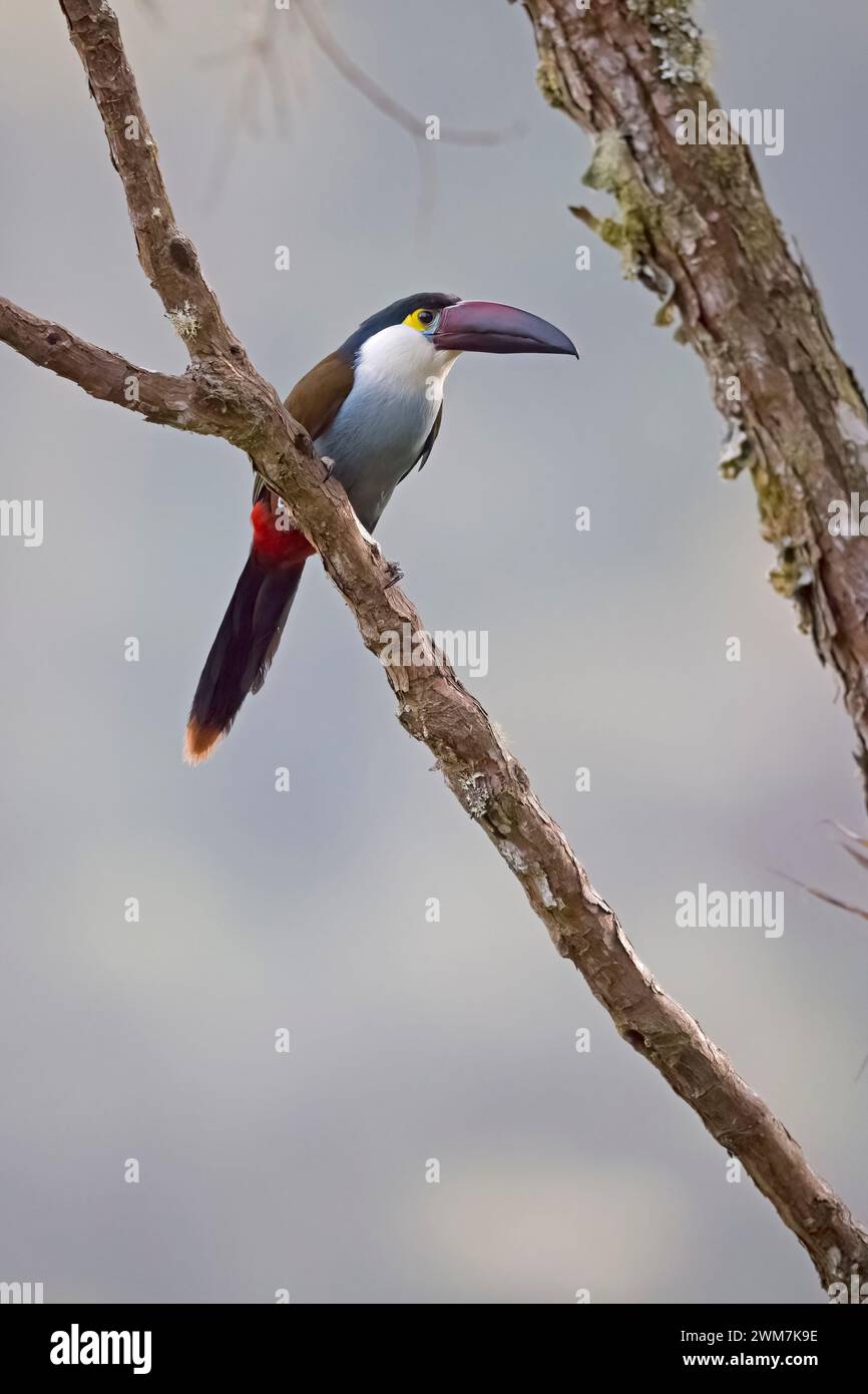 Colombia toucan hi-res stock photography and images - Alamy