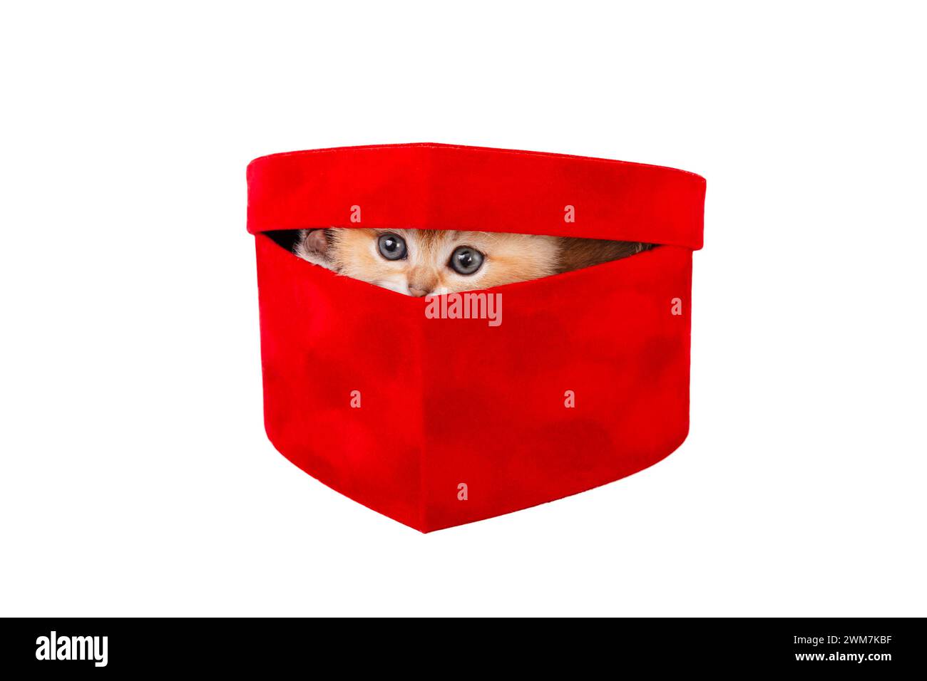 Cute cat hiding funny Cut Out Stock Images & Pictures - Alamy