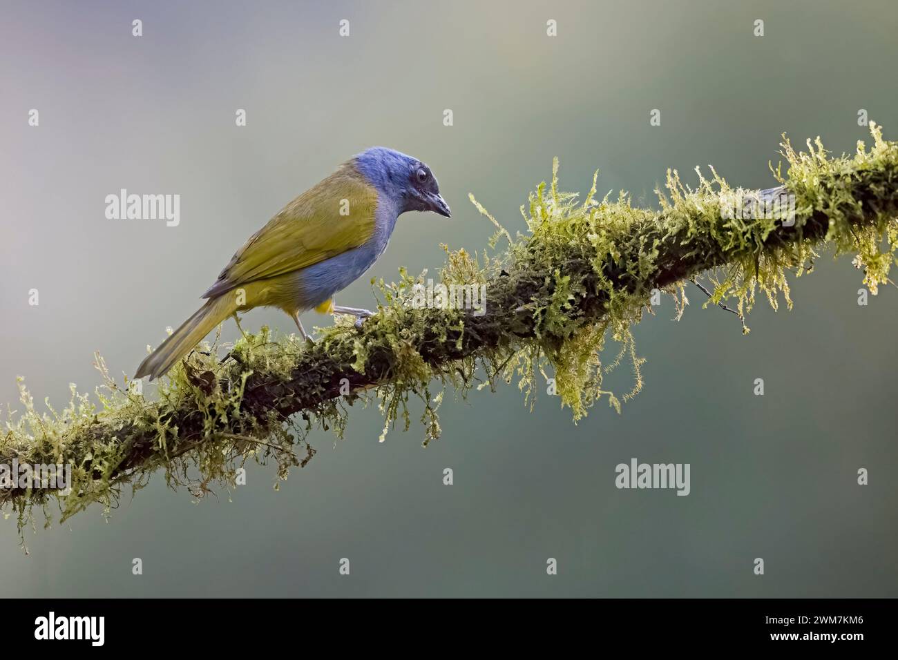 Blue-capped Tanager in Colombia South America Stock Photo - Alamy