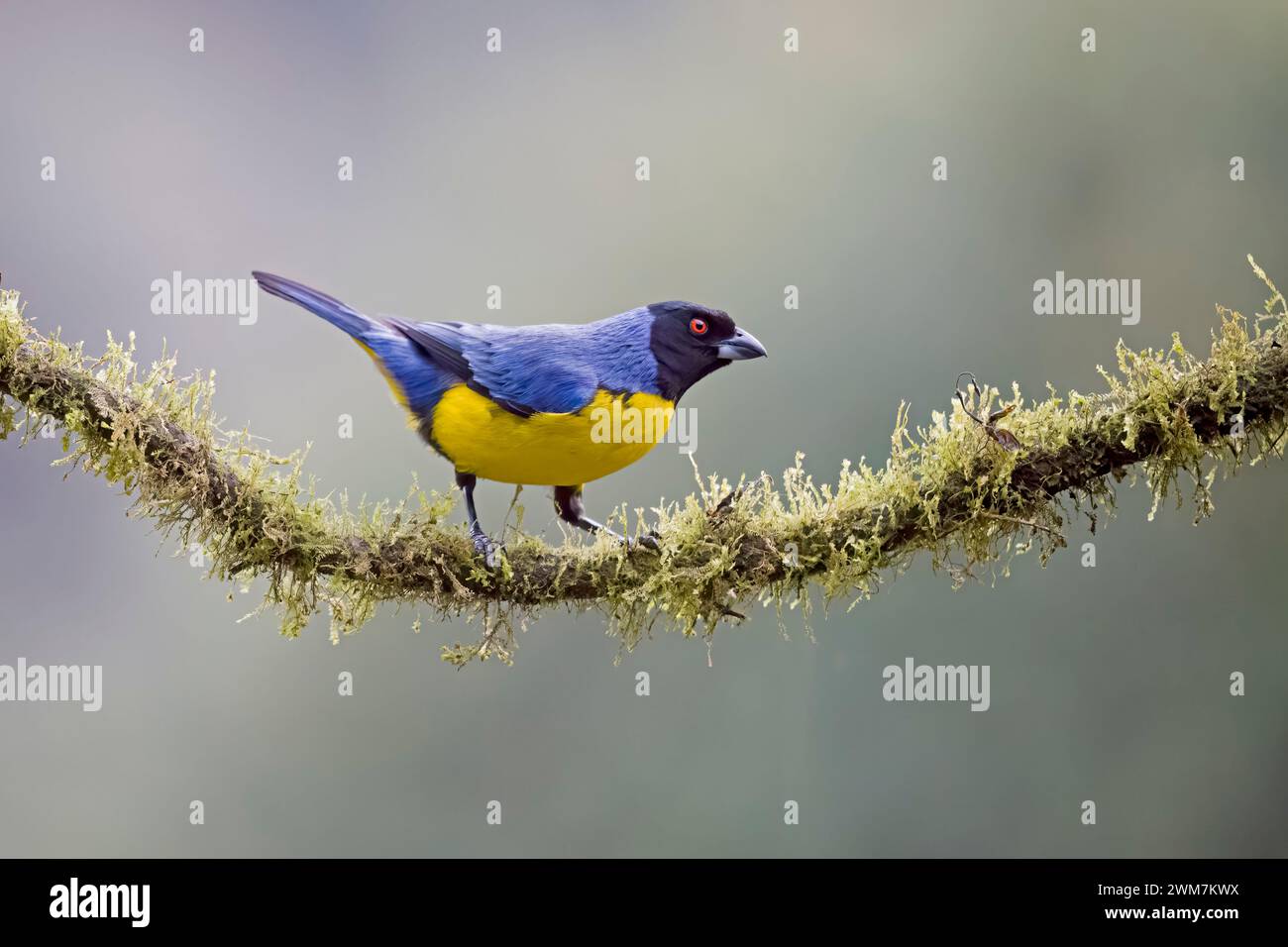 Hooded Mountain Tanager in Colombia South America Stock Photo - Alamy