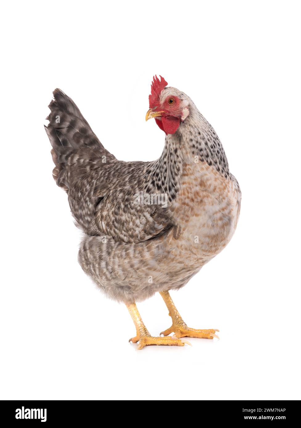 Gray chicken isolated on white background Stock Photo - Alamy