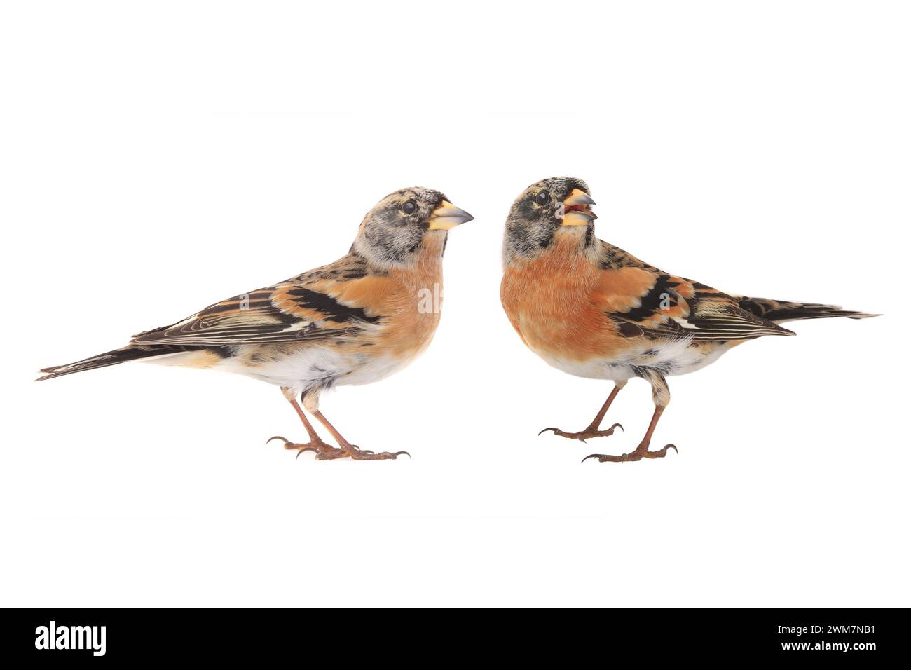two brambling bird isolated on white background Stock Photo - Alamy