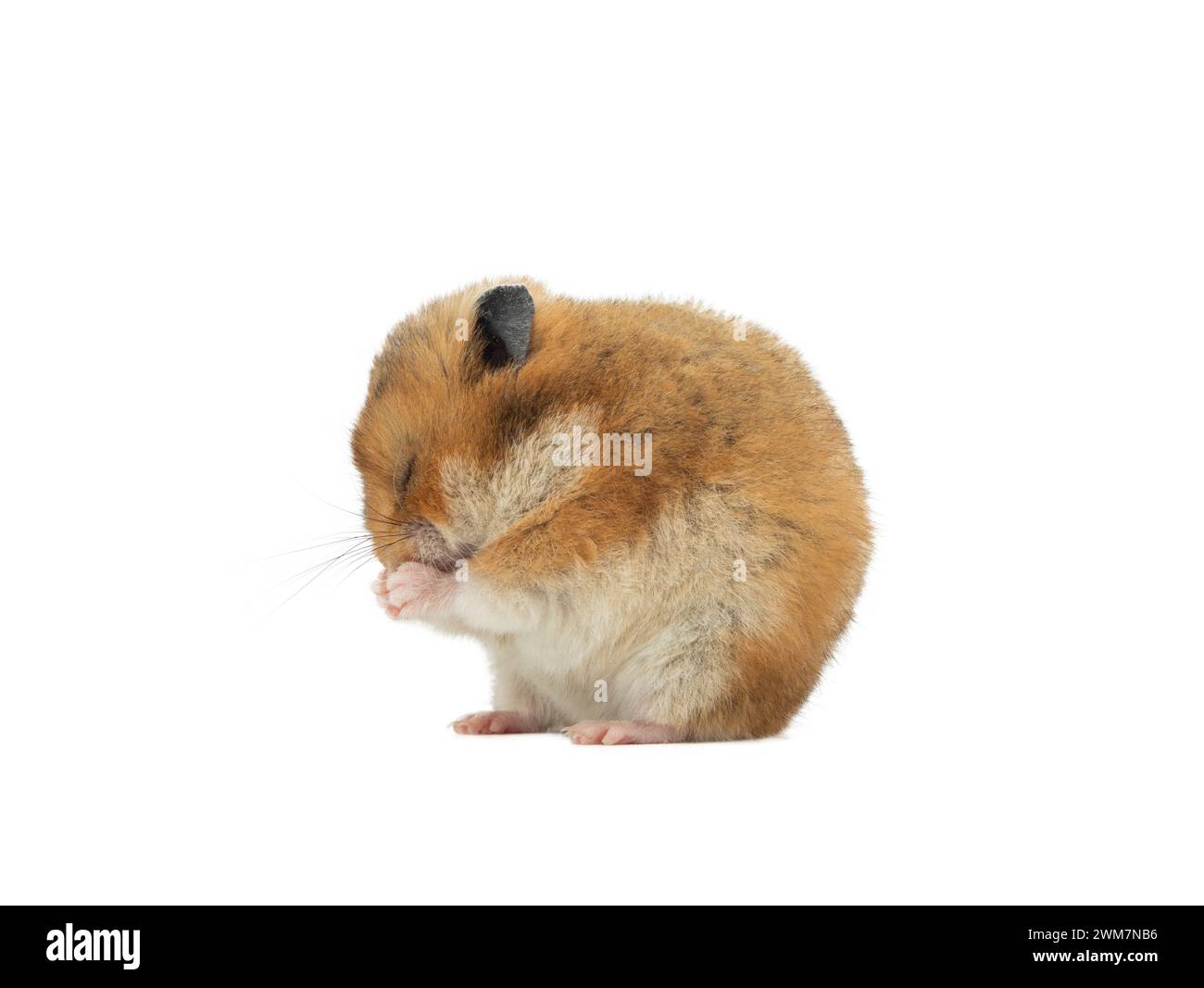 Syrian hamster isolated on white background sits curled up in a ball ...