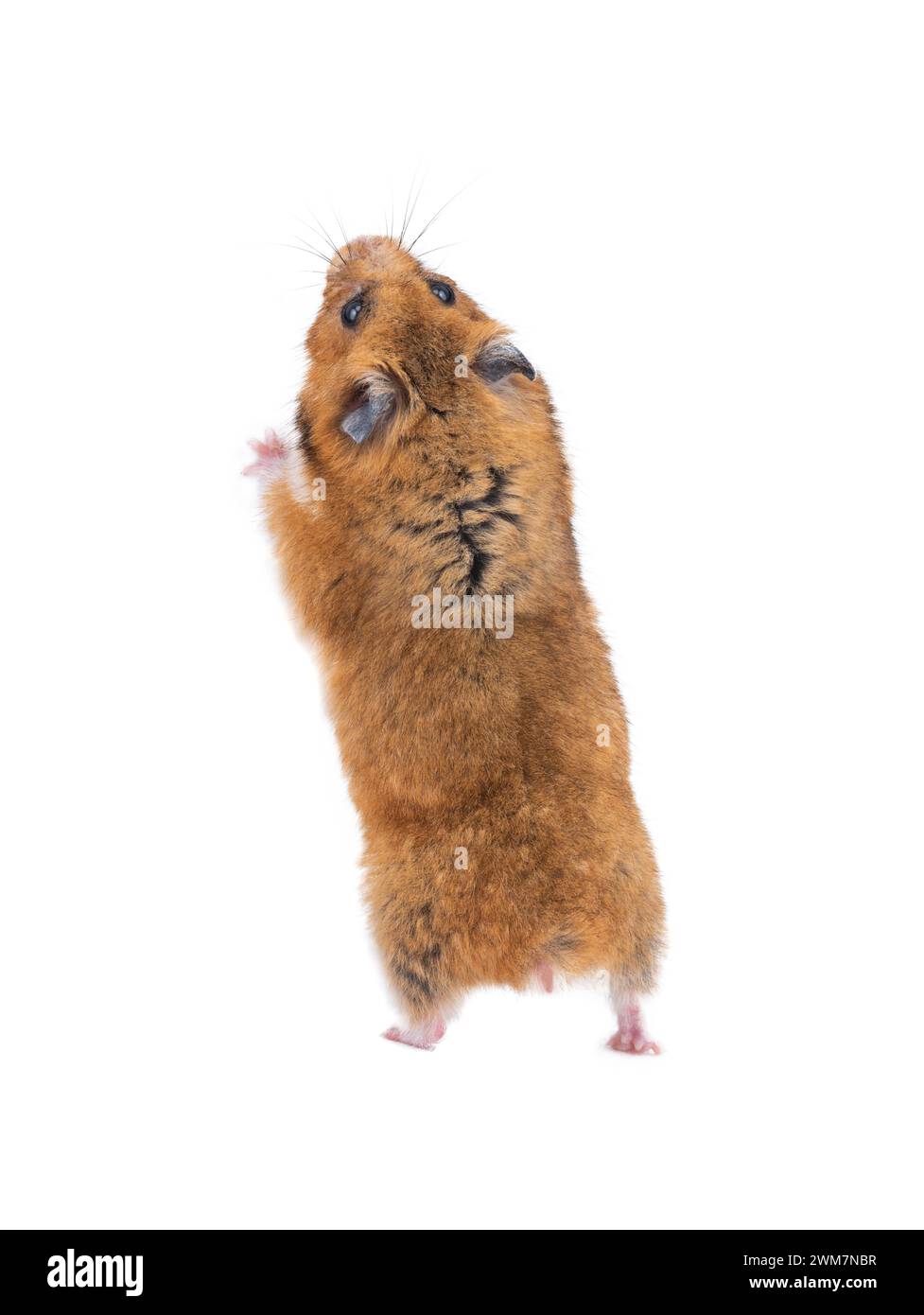 Syrian hamster stands on its hind legs isolated on white background ...
