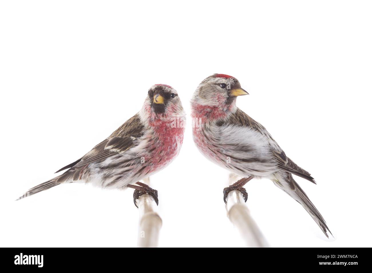 two Eurasian Linnet isolated on white background Stock Photo - Alamy