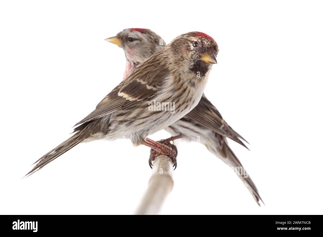 Female linnet Cut Out Stock Images & Pictures - Alamy