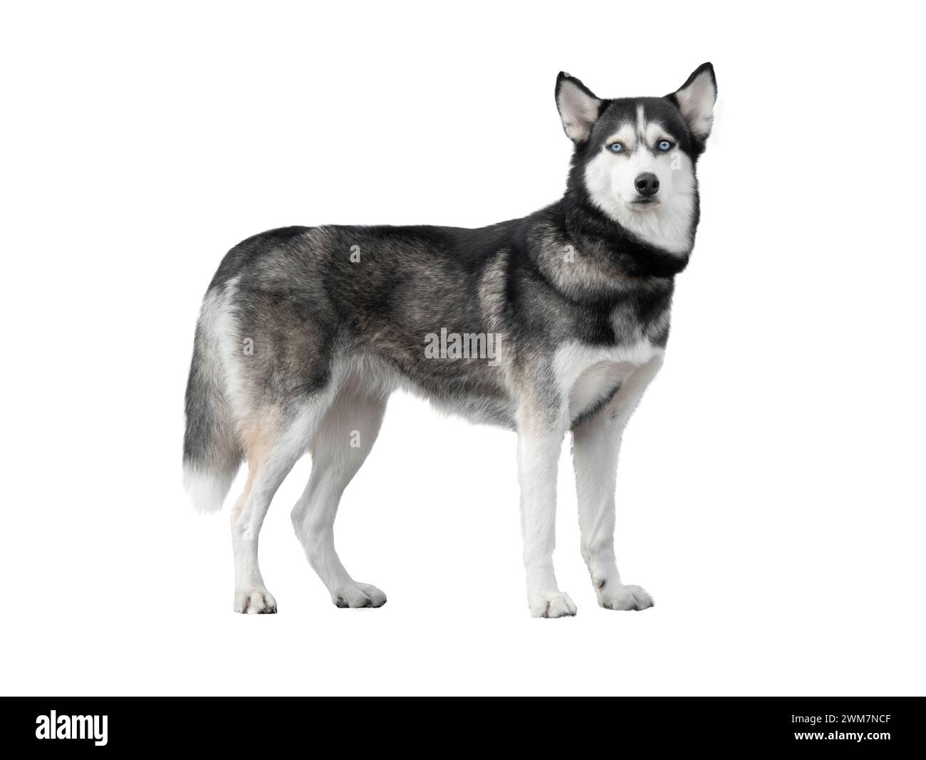 husky dog isolated on white background Stock Photo - Alamy