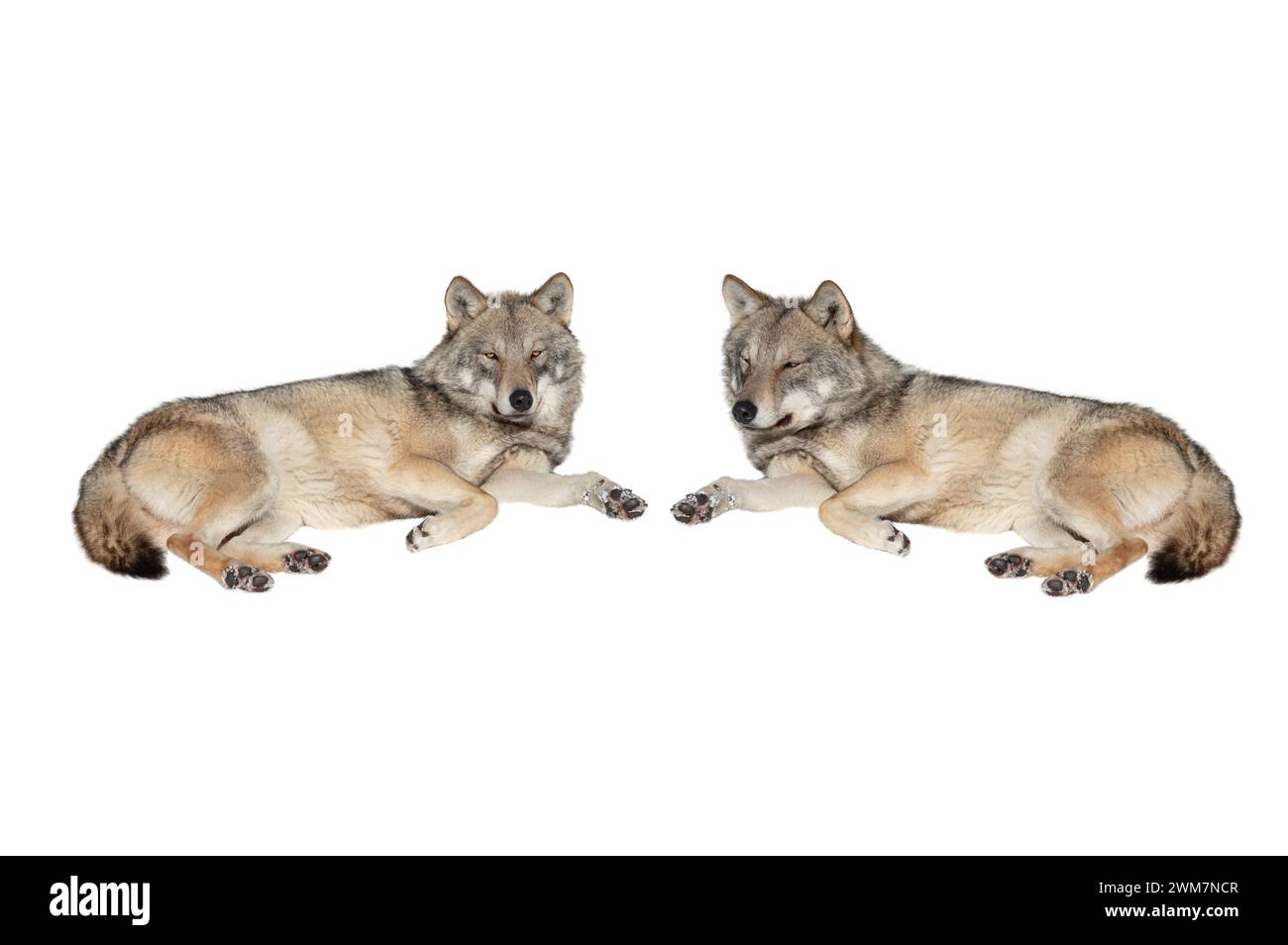 two gray wolf lies, isolated on white background Stock Photo - Alamy