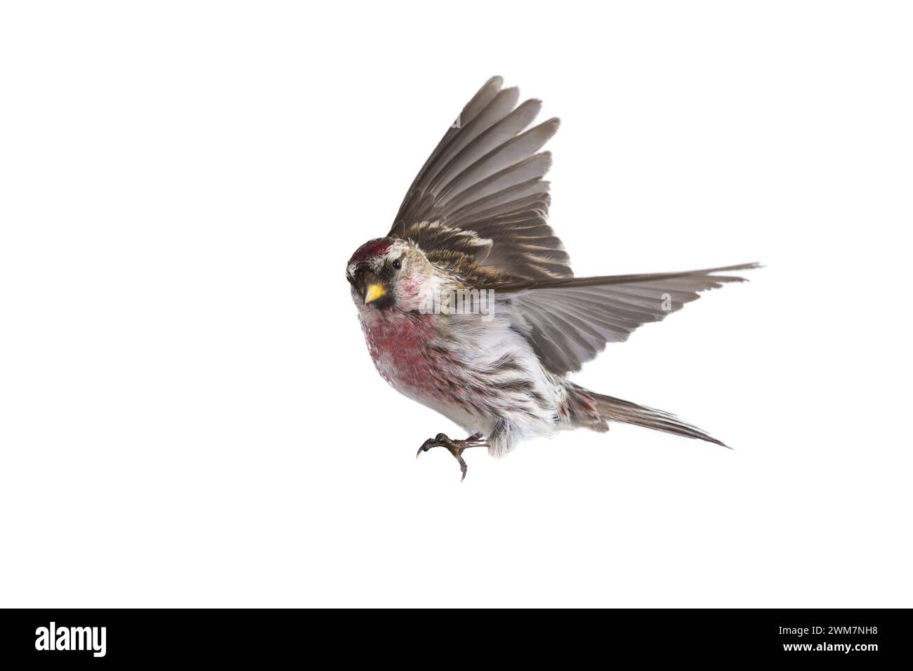Eurasian Linnet in flight isolated on white background Stock Photo - Alamy