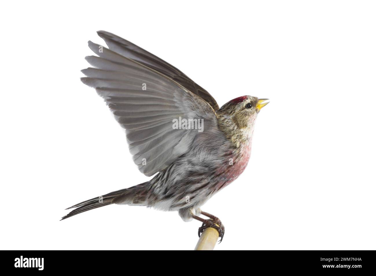 Eurasian Linnet in flight isolated on white background Stock Photo - Alamy
