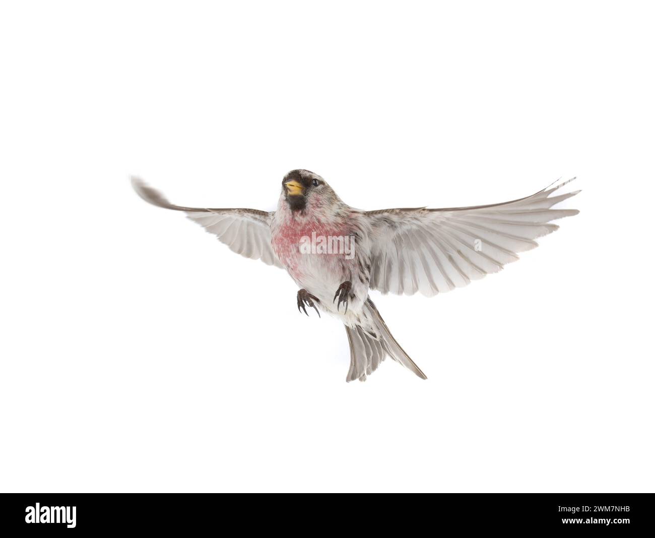 Eurasian Linnet in flight isolated on white background Stock Photo - Alamy