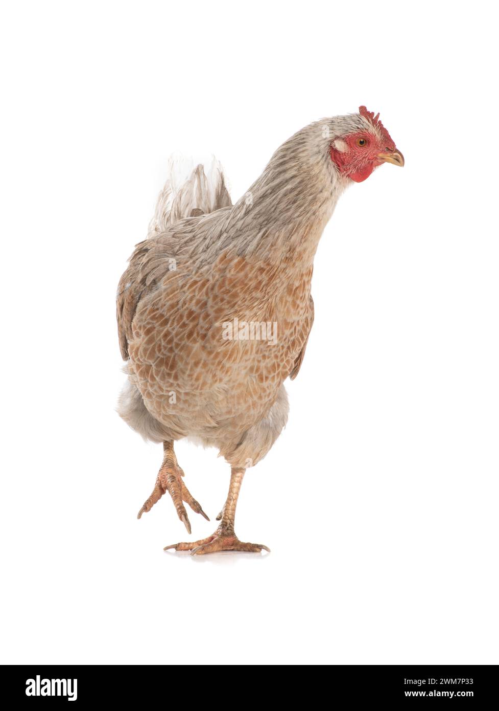 Running chicken isolated on a white background Stock Photo - Alamy