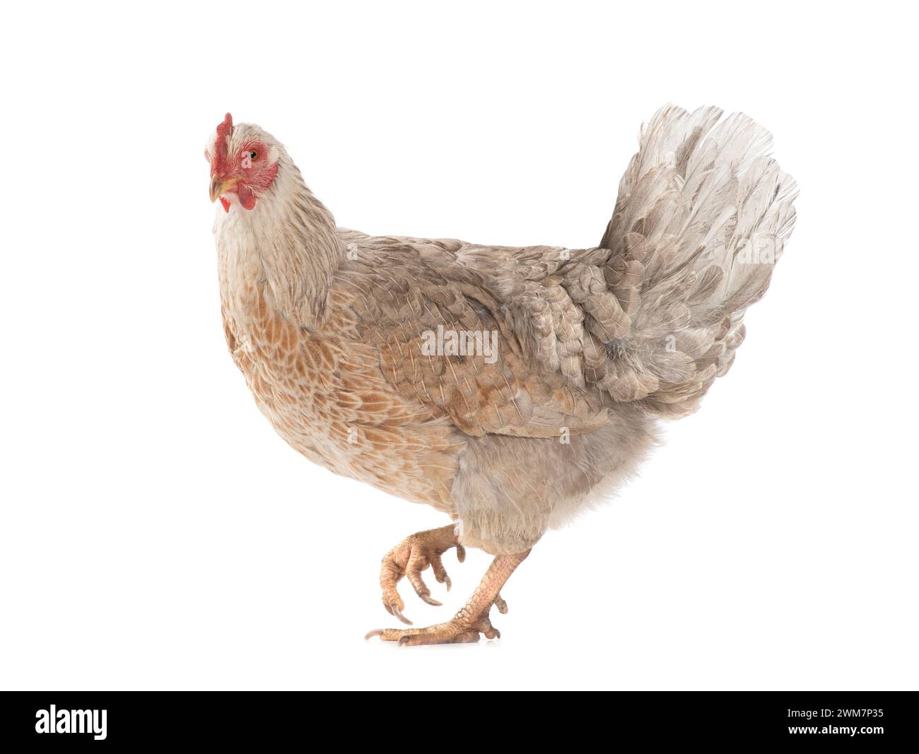 Running chicken isolated on a white background Stock Photo - Alamy