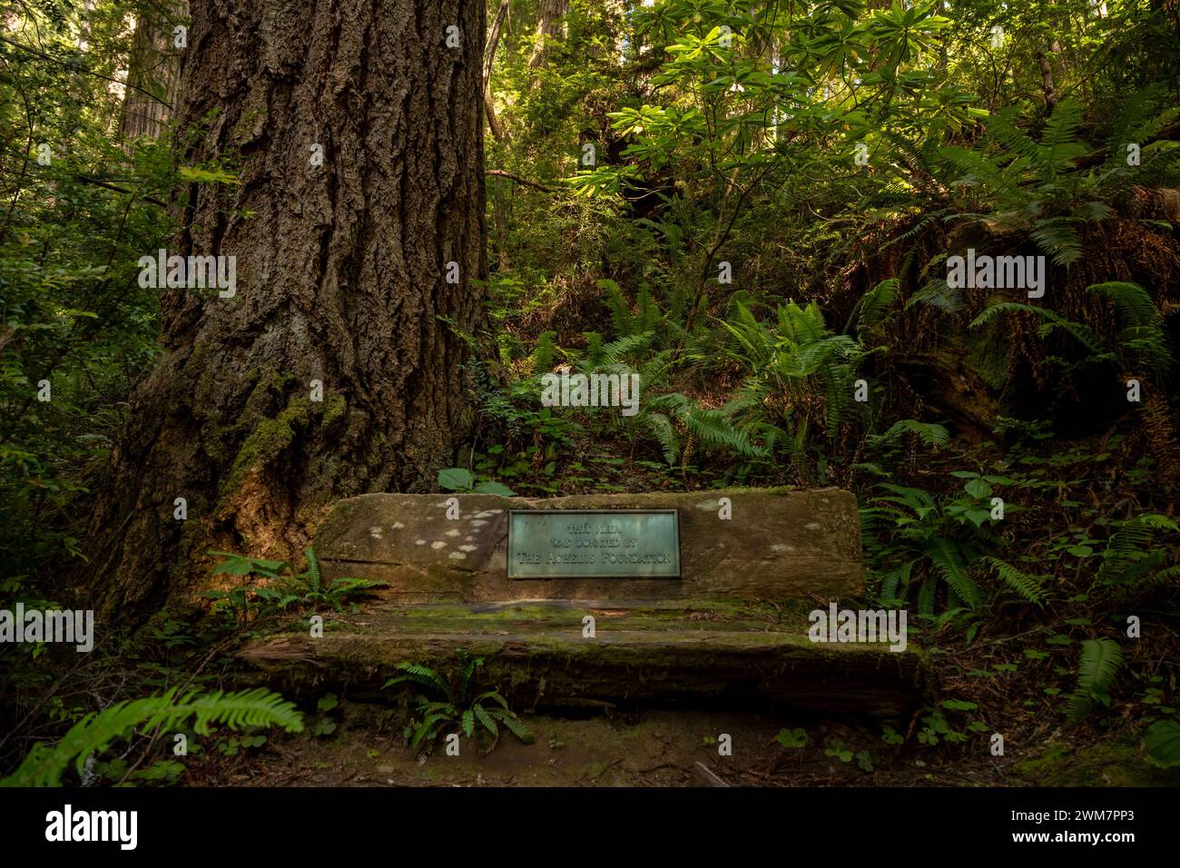 Memorial Bench Made of Worn Wood And Covered In Moss in Redwood ...