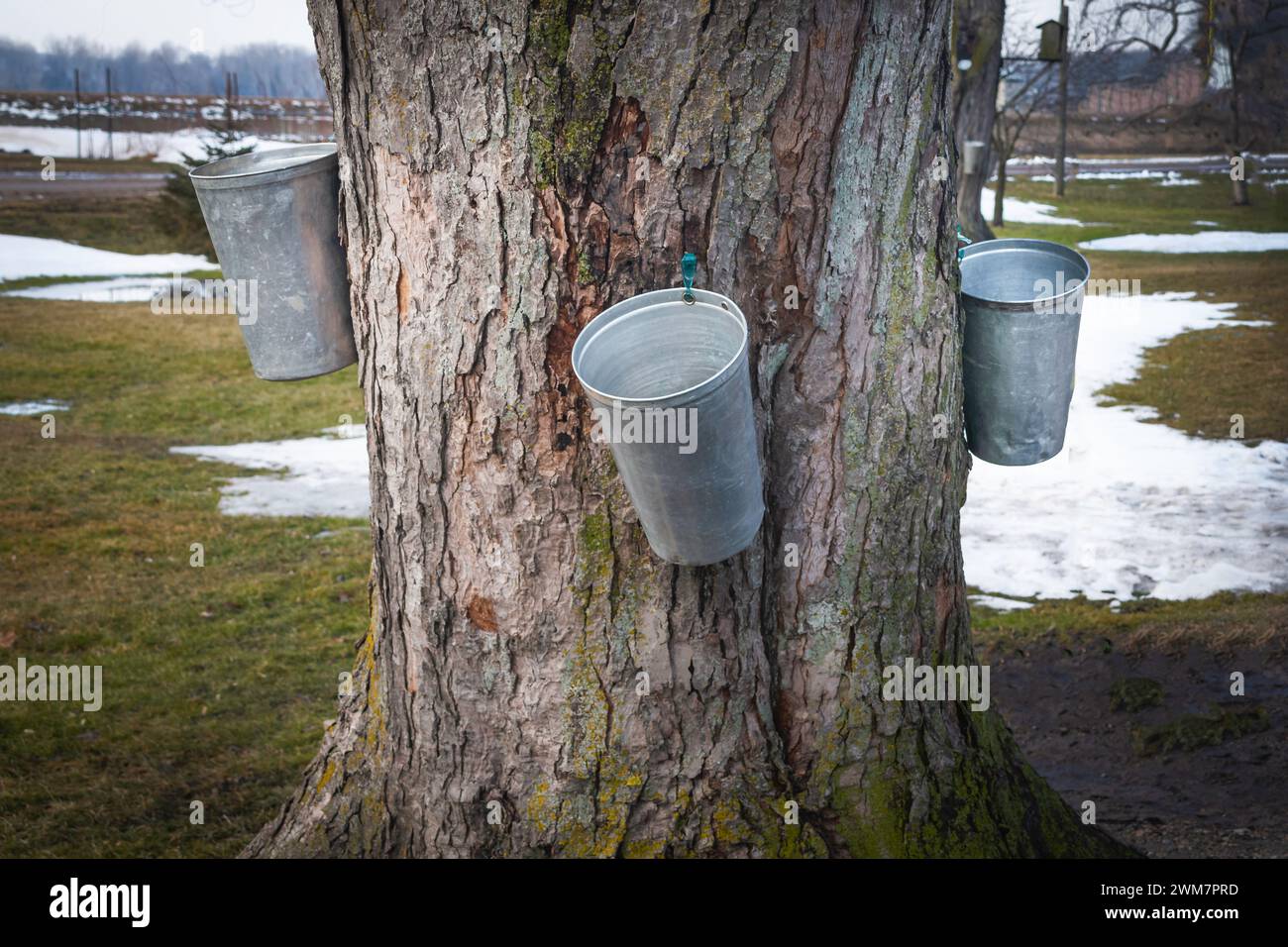 Pails hang from Maple trees collecting sap to produce maple syrup Stock ...