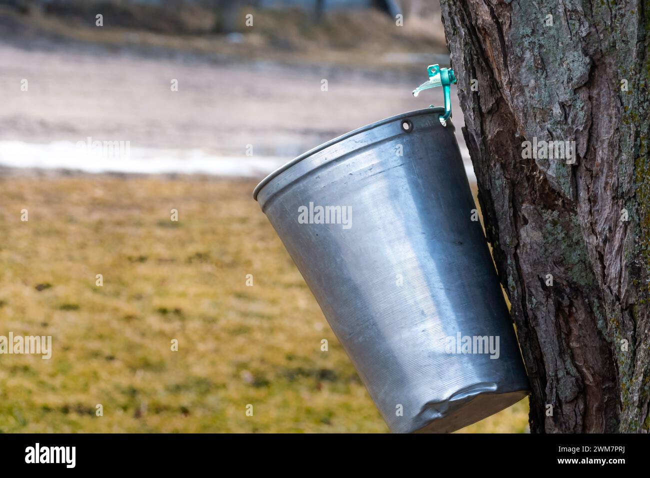 Collecting sap to make maple syrup Stock Photo - Alamy