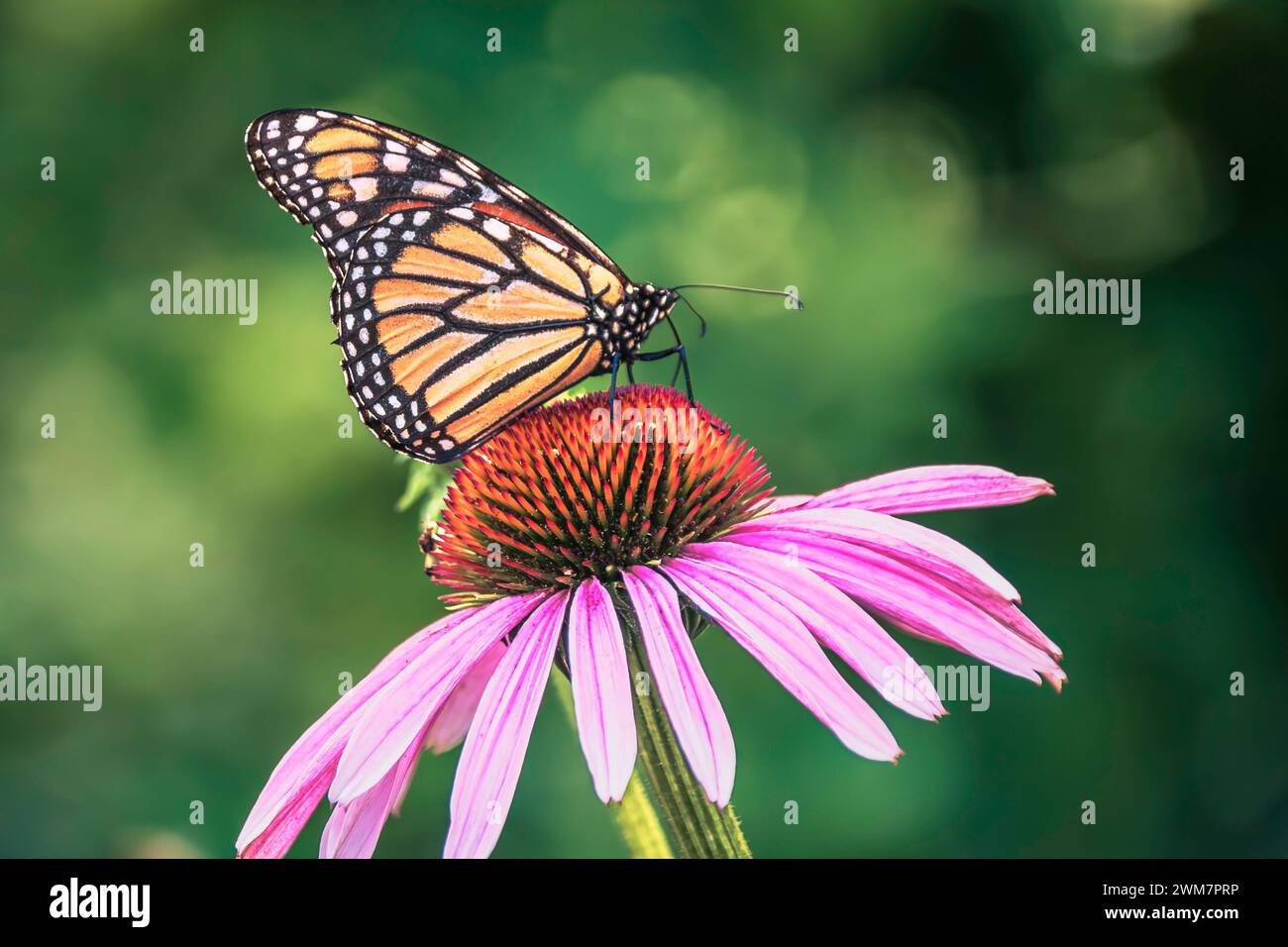 Monarch butterfly sitting on echinacea flower Stock Photo - Alamy
