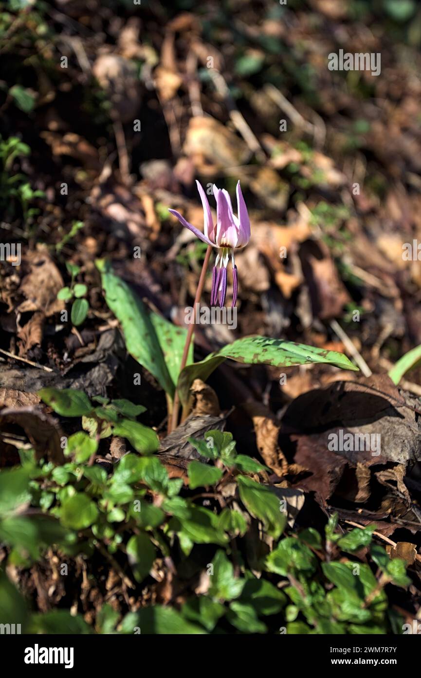 Wild cyclamen enclosed by fallen leaves on the ground Stock Photo - Alamy
