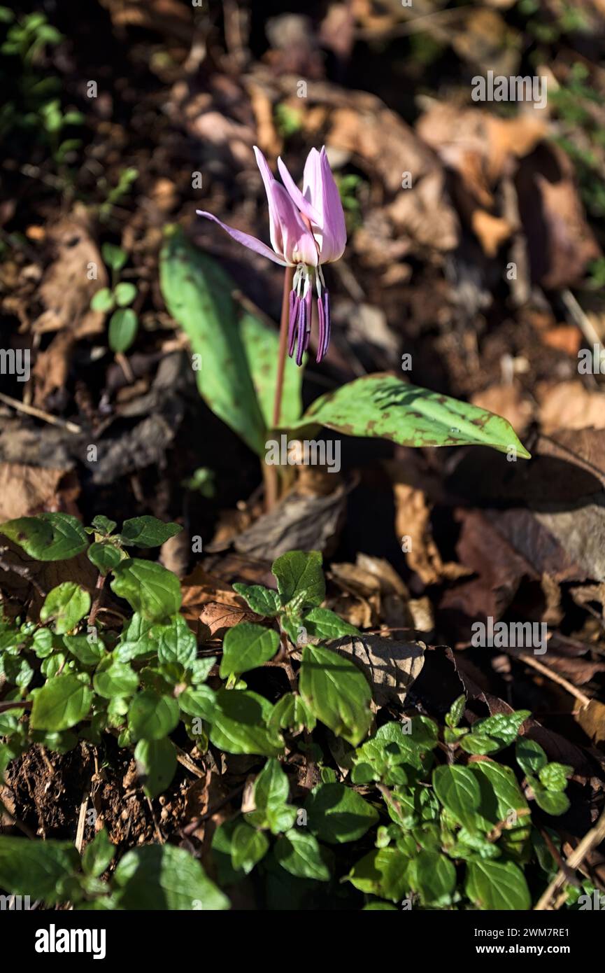 Wild cyclamen enclosed by fallen leaves on the ground Stock Photo - Alamy