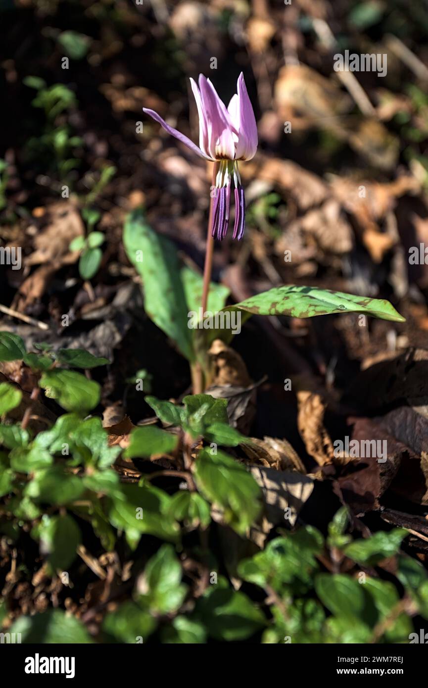 Wild cyclamen enclosed by fallen leaves on the ground Stock Photo - Alamy