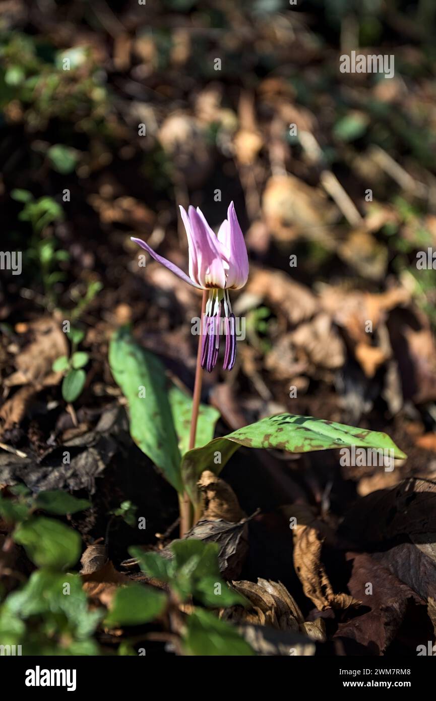 Wild cyclamen enclosed by fallen leaves on the ground Stock Photo - Alamy