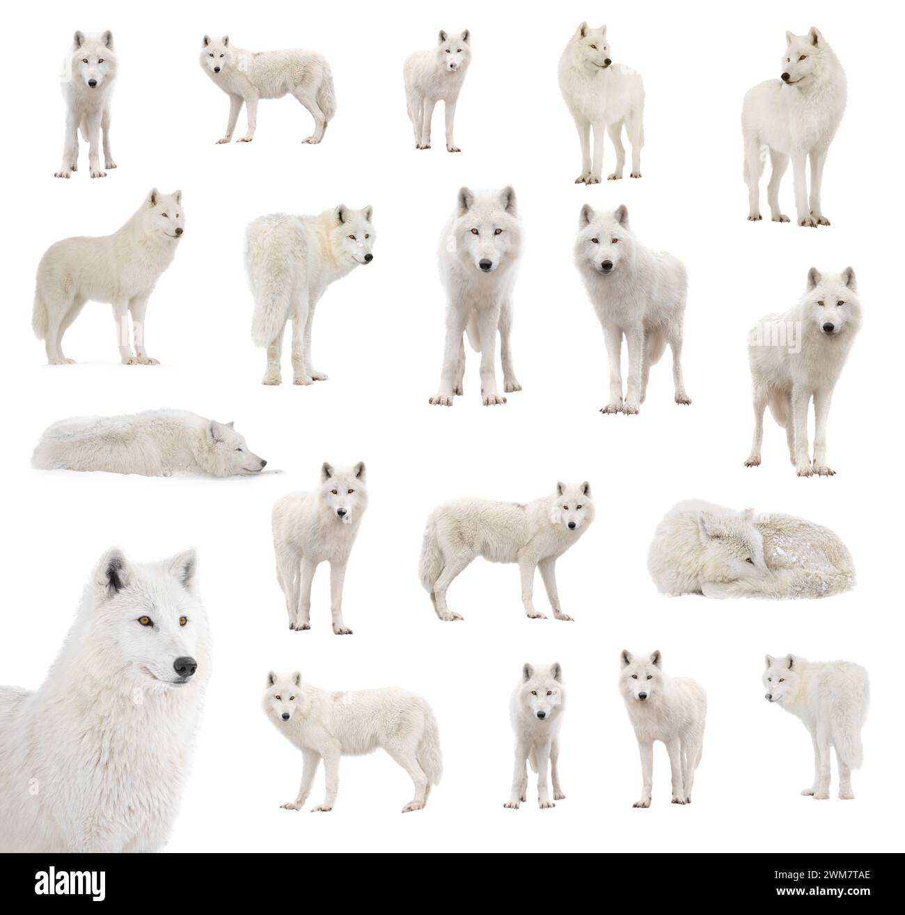 Collage of polar blocks isolated on white background Stock Photo - Alamy